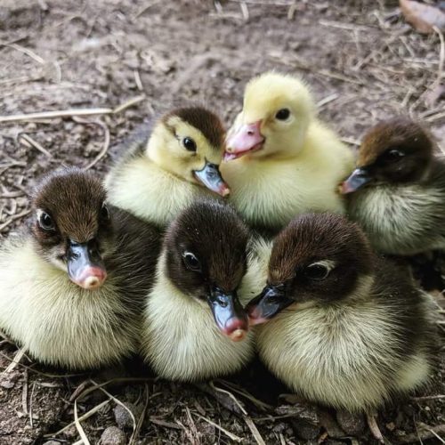 Compass Rose Homestead – Improving the Health of the Land and People ...