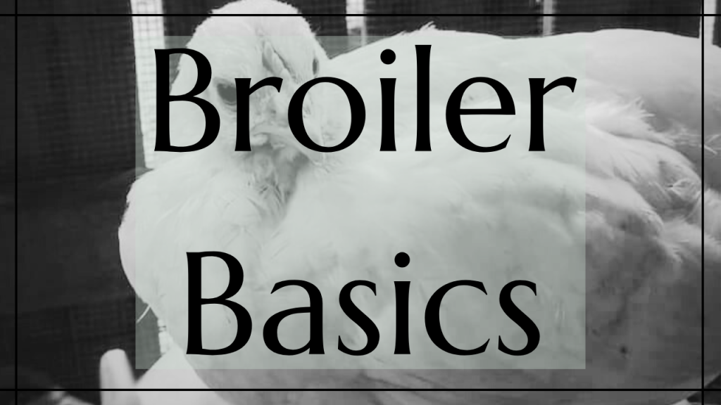 broiler basics – Compass Rose Homestead
